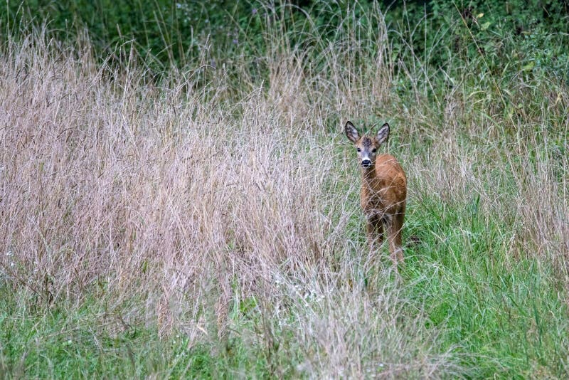 Small Roe Deer among the Grass Standing and Looking at the Camera Stock ...