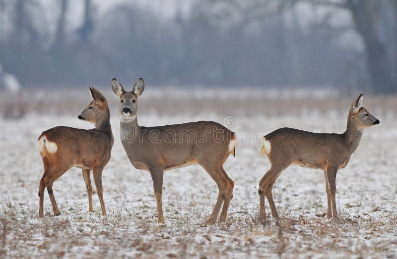Small Roe Deer Herd in Winter Stock Photo - Image of buck, forest: 48825002
