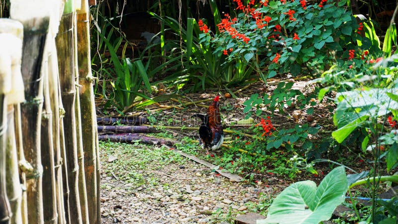 Small Rooster stock image. Image of fleeing, chicken - 94807671