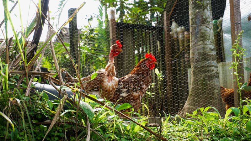 Small Rooster stock photo. Image of coop, wildlife, house - 94831222