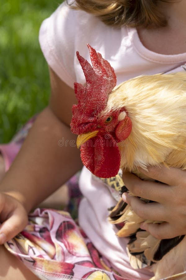 Small Rooster in the Hands of a Child Stock Image - Image of animal ...