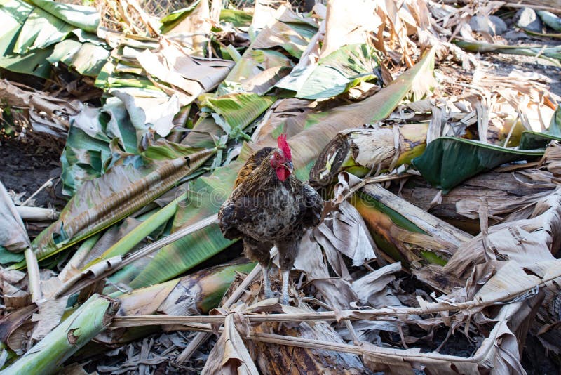 Rooster and Hen Lie Resting on Snow in Wintery Landscape. Stock Image ...