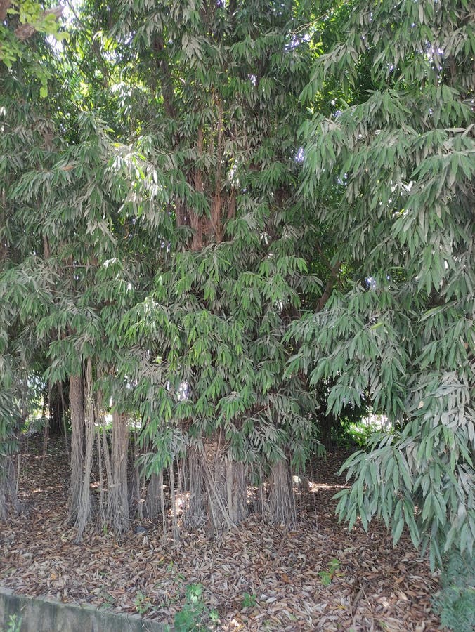 Small Roots of a Banyan Tree Stock Photo - Image of banyan, root: 321518670
