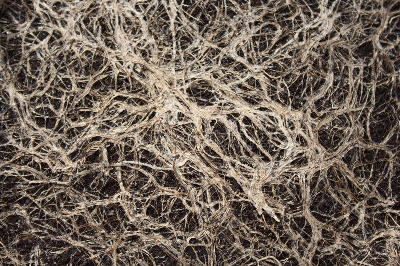 Small roots in the ground stock image. Image of plants - 159607109