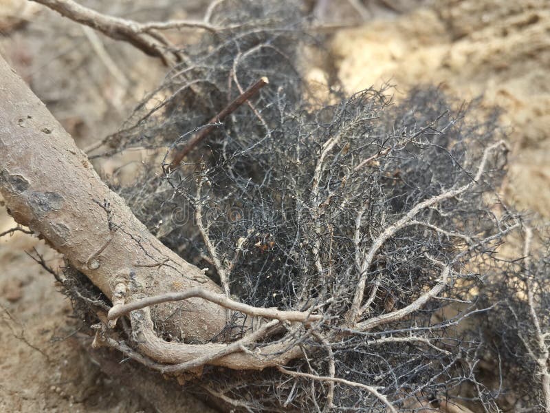 Small roots of tree stock image. Image of crowded, small - 206435565