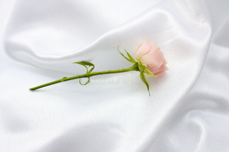 Small rose stock image. Image of beautiful, decor, holiday - 11489131