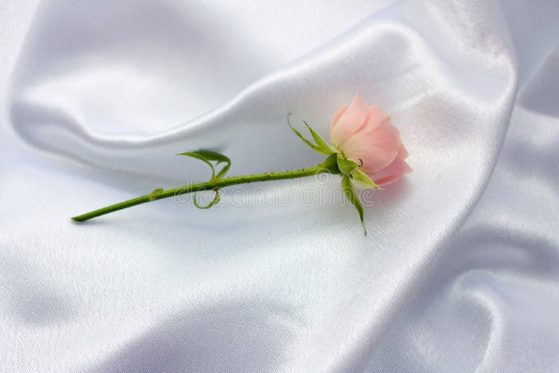 Small rose stock photo. Image of colour, rose, happiness - 11489436