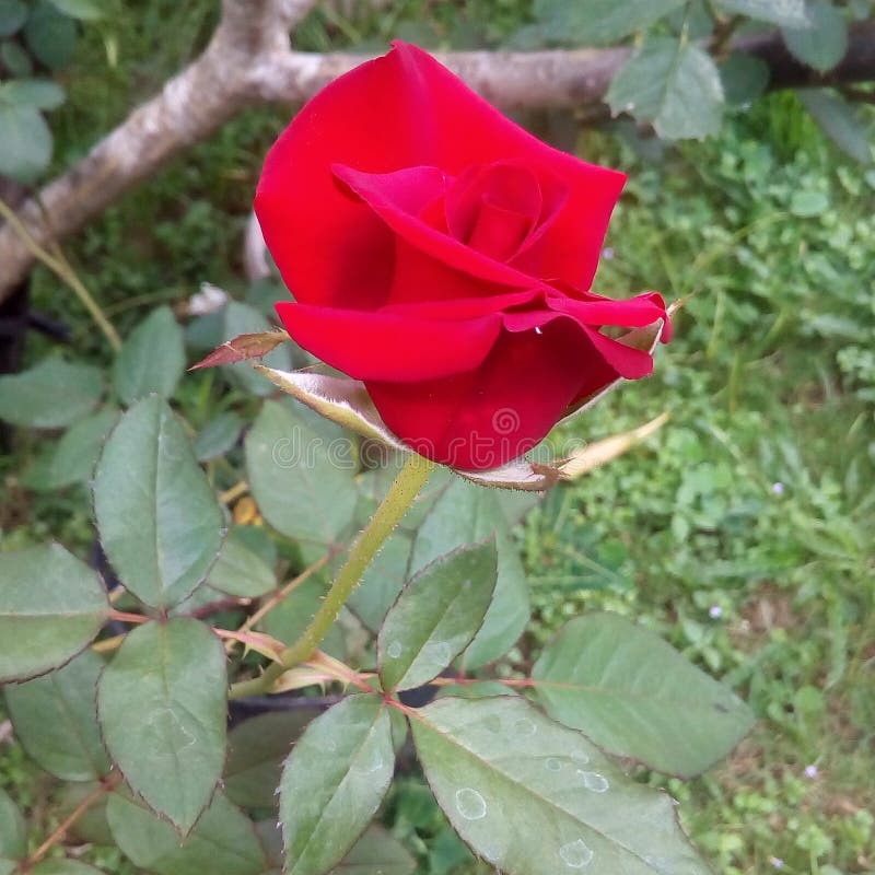 Small rose stock image. Image of flower, rose, cute - 147555241