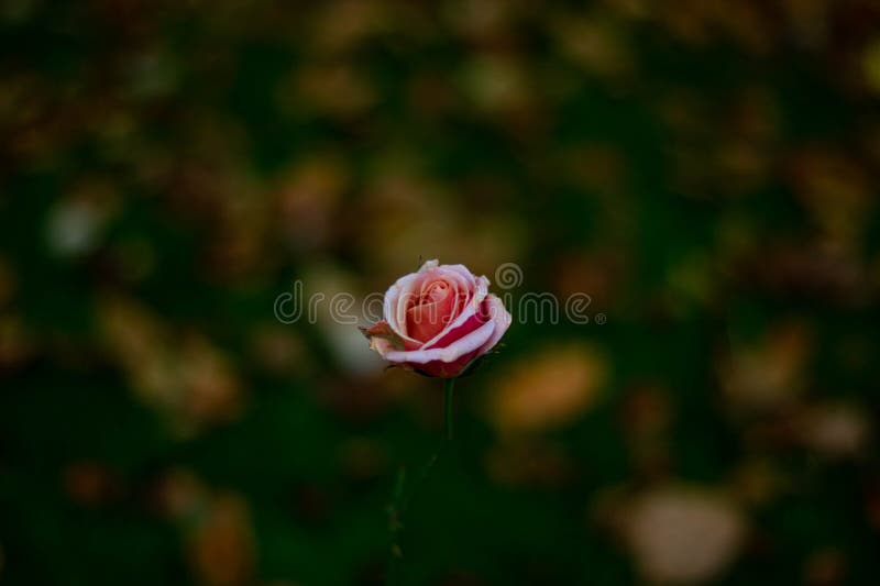 Small Rose on a Blury Autumn Background Stock Photo - Image of ...