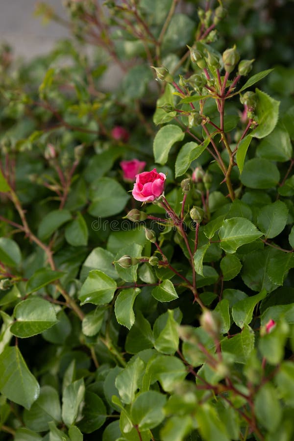 A Small Rose Bud Begins To Open Stock Photo - Image of green, spring ...