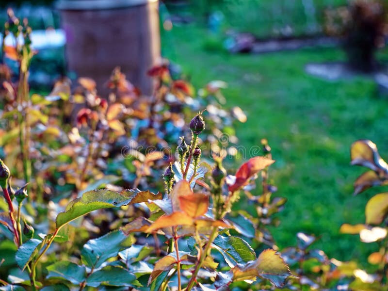 One Small Red Rose with Some Green Stock Image - Image of rosa, specias ...