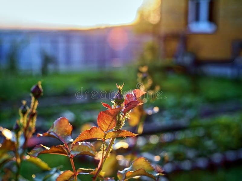 One Small Red Rose with Some Green Stock Image - Image of rosa, specias ...