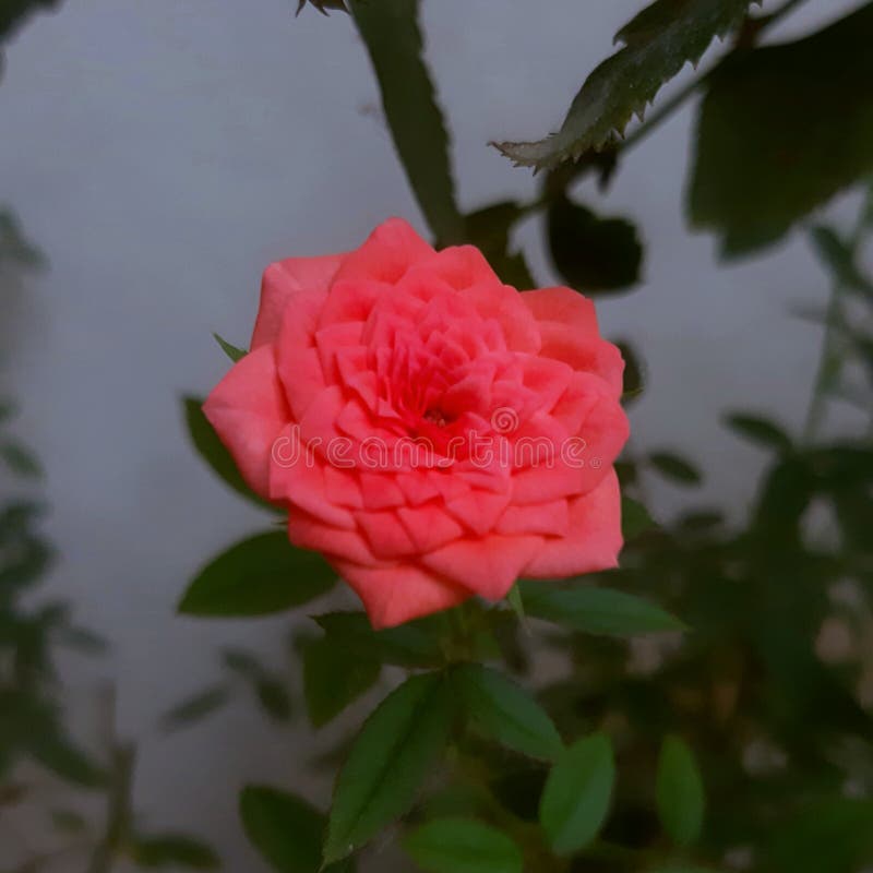 Small Rose Flower Natural Look Stock Photo - Image of small, flower ...