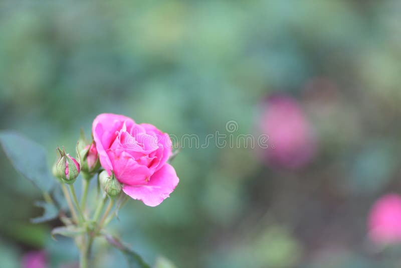 A Small Rose Flower at the Park of Nature Stock Photo - Image of floral ...
