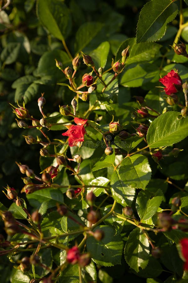 Small Rose Flowers Buds Natural Background Summer Stock Image - Image ...