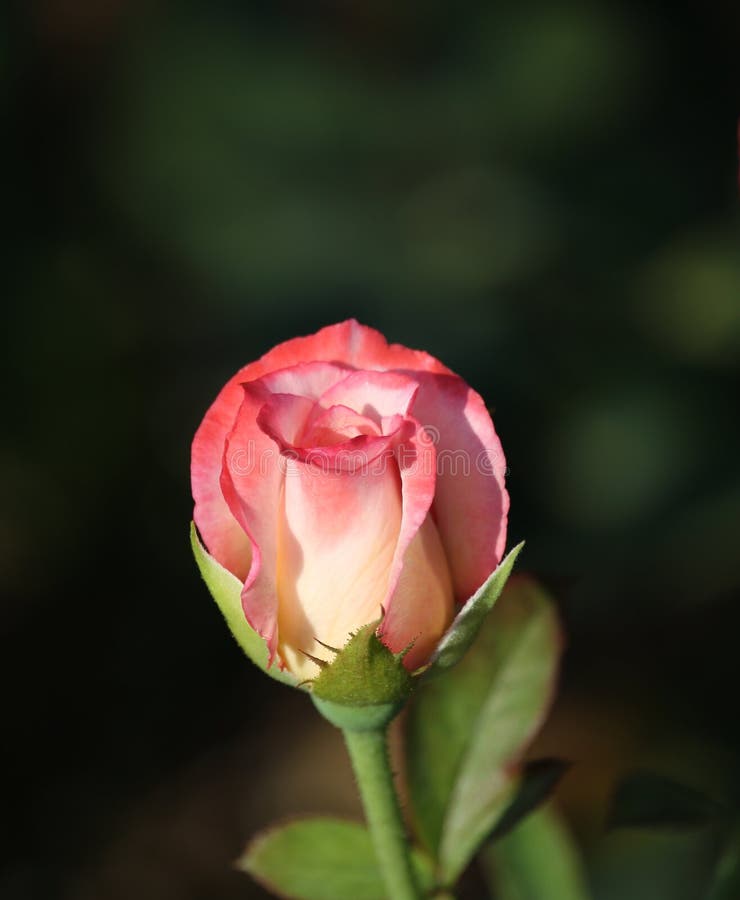 One Small Red Rose with Some Green Stock Image - Image of rosa, specias ...