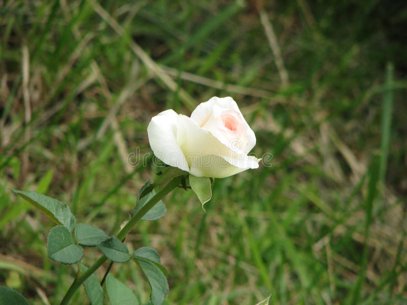 Small rose in the garden stock image. Image of beauty - 198535829