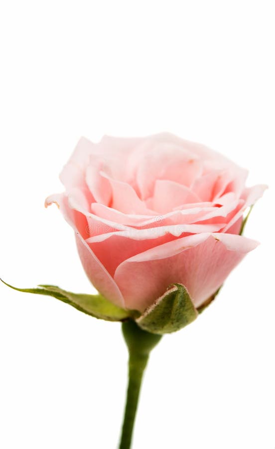 Small rose isolated stock image. Image of beautiful, button - 68568387
