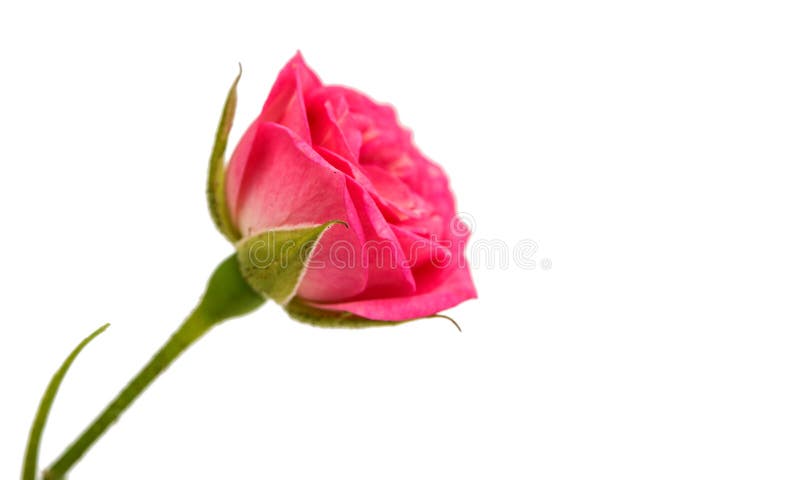 Small rose isolated stock photo. Image of rose, beautiful - 68568536