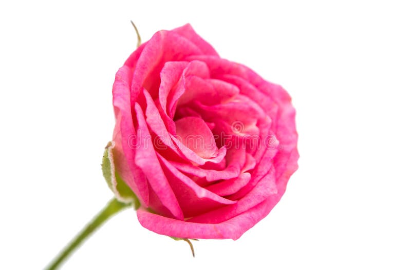 Small rose isolated stock photo. Image of rose, isolated - 68568630