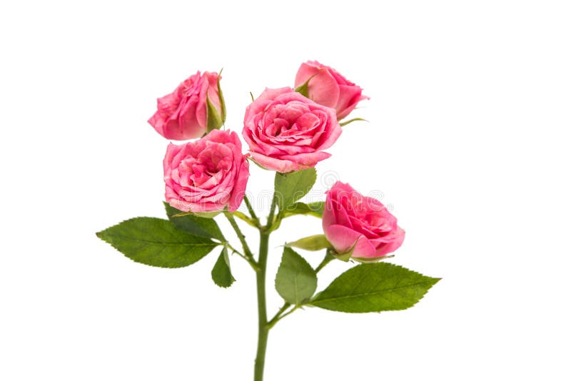 One Small Red Rose with Some Green Stock Image - Image of rosa, specias ...