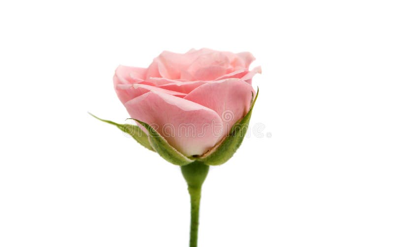 Small rose isolated stock photo. Image of rose, nature - 84212186
