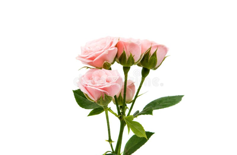 Small rose isolated stock photo. Image of rose, flower - 84212276