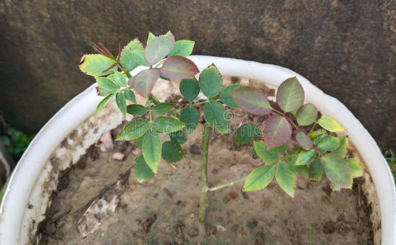 Small Rose Plant Growing on Bucket Stock Photo - Image of beauty ...