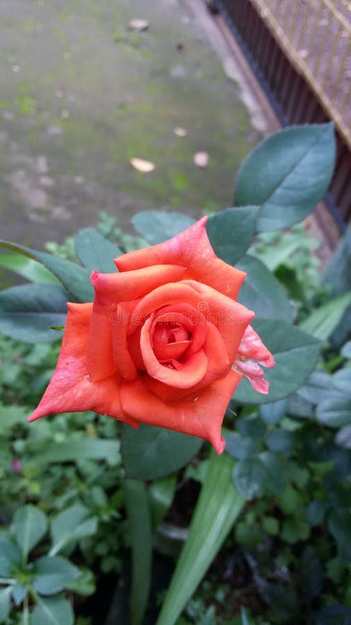 Small rose stock photo. Image of smiling, inmy, garden - 121786800