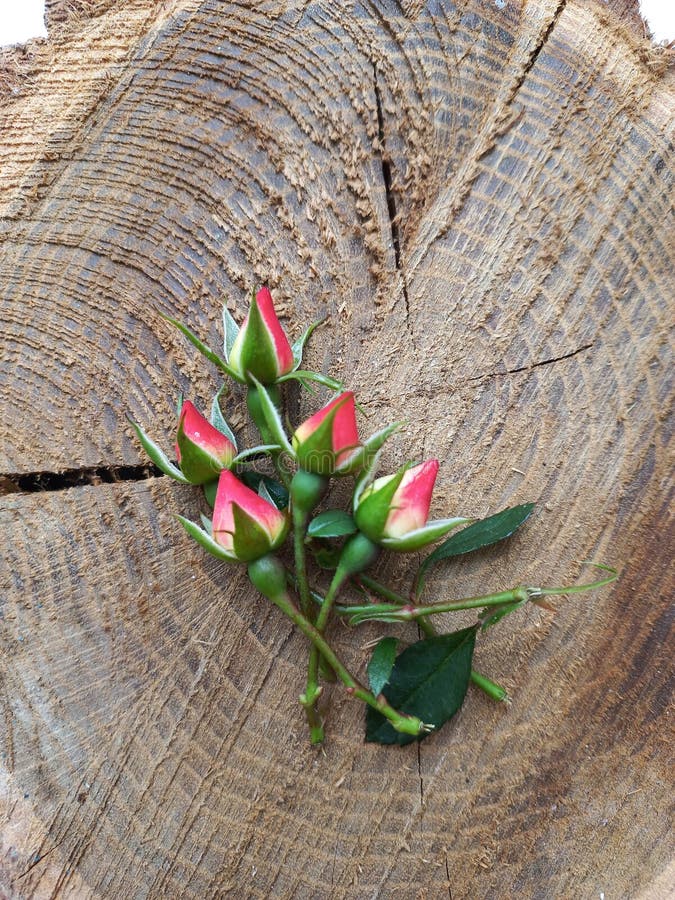 A Bouquet of Roses on a Tree Cut Stock Photo - Image of twig, spring ...
