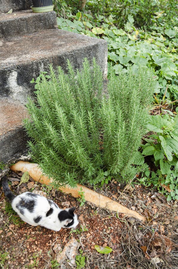 Rosemary Plant before Steps Stock Image - Image of agriculture ...