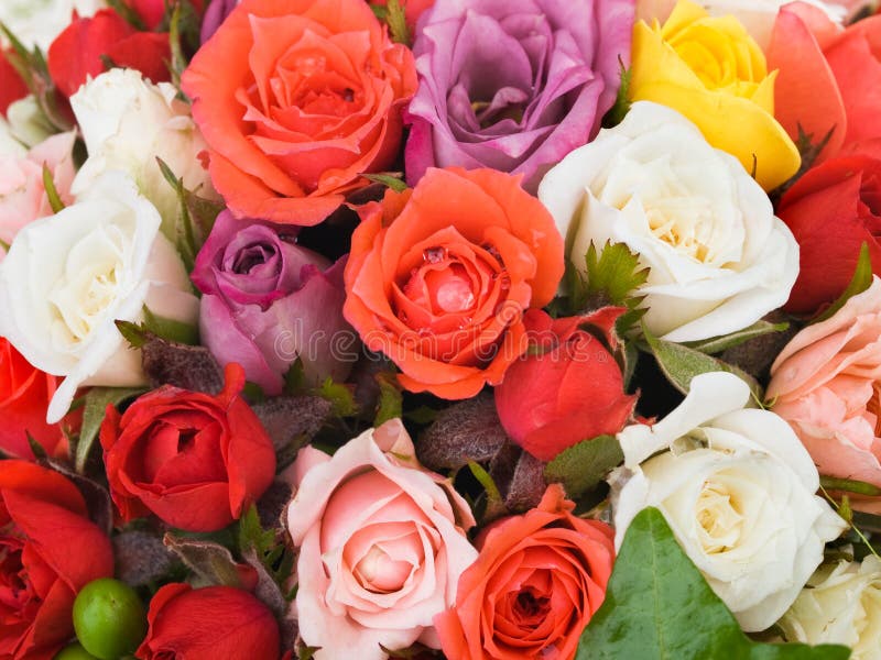 Small roses stock photo. Image of orange, border, beautiful - 10900366