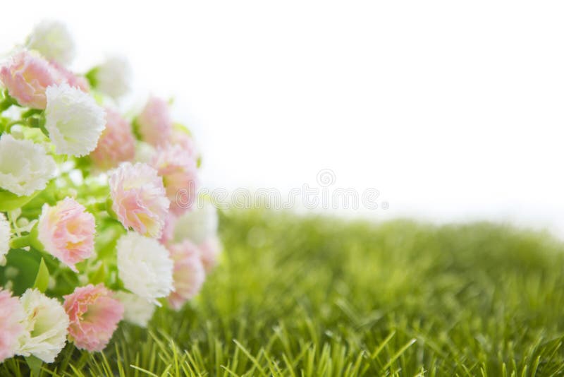 Small Roses on Grass Isolated Stock Image - Image of stem, rose: 228294933