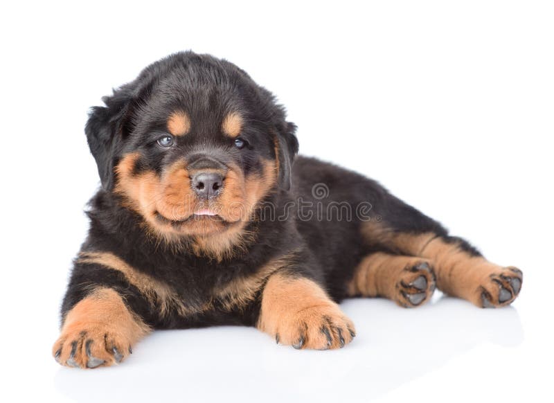 Small Rottweiler Puppy Sitting in Profile. Isolated on White Stock ...