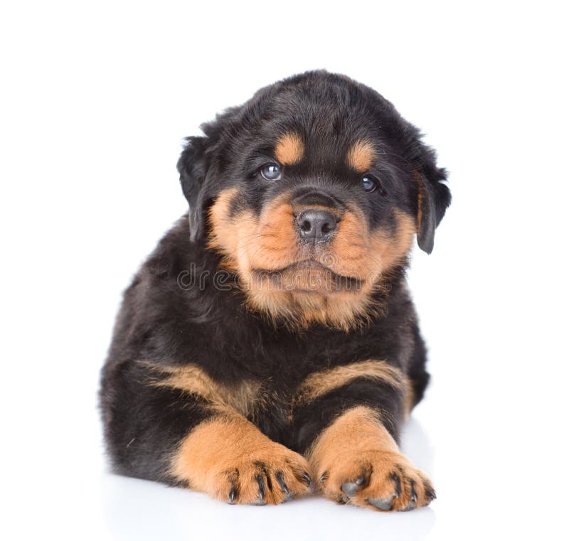 Small Rottweiler Puppy Lying in Front View. Isolated on White Stock ...
