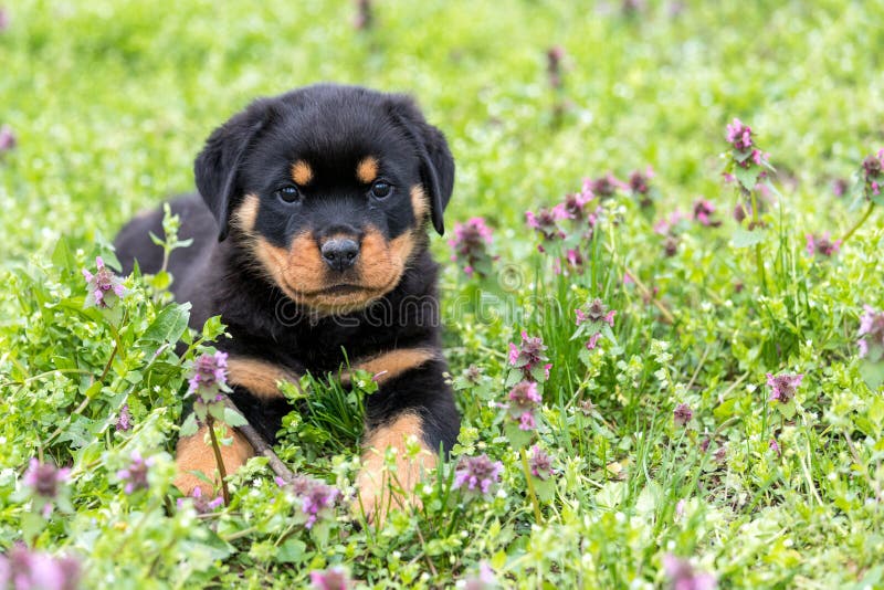 Small Rottweiler Puppy Lying Outdoors Stock Image - Image of lovely ...