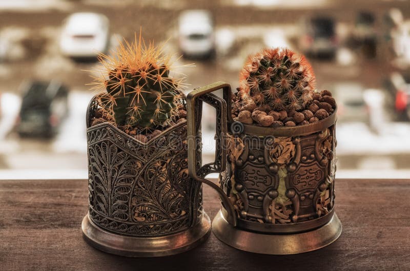 Small Round Cacti in a Metal Cup Holder Stock Image - Image of closeup ...