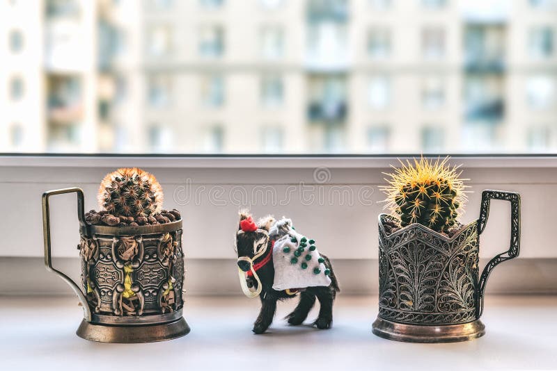 Small Round Cacti in a Metal Cup Holder Stock Image - Image of flower ...