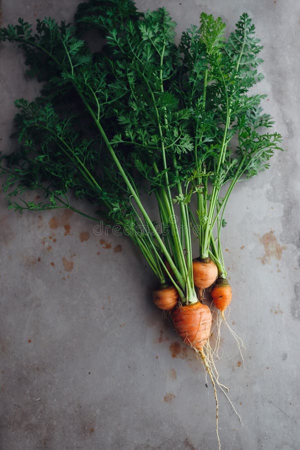 Small Round Carrots stock image. Image of carrot, closeup - 75490755