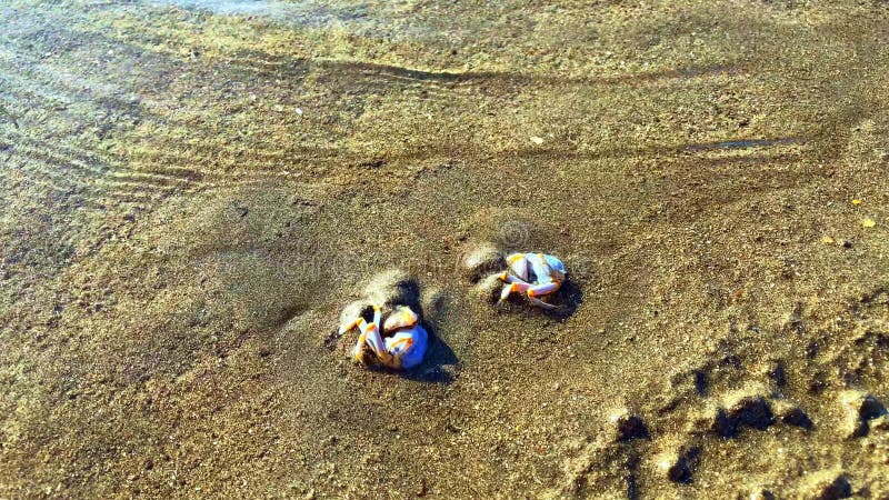 A Small Round Crab Burrows into the Sand at the Sight of Danger, so ...