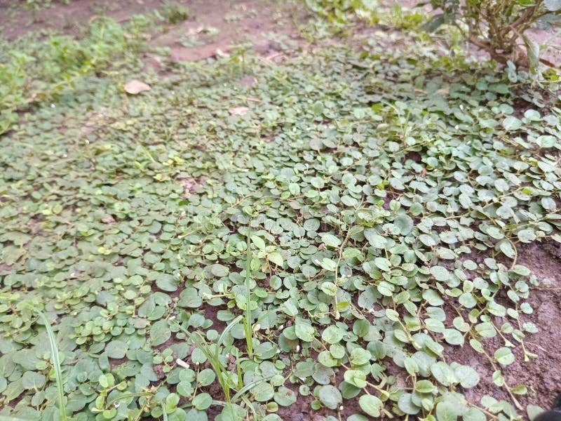 Small Round Grass To Decorate Gardens and Home Gardens Stock Photo ...