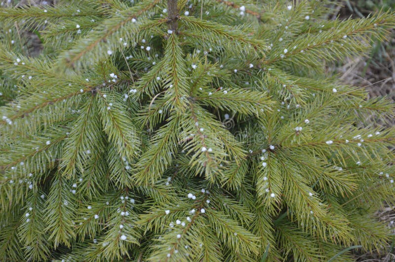 A Small Round Hail of Ice Fell Stock Image - Image of temperature ...