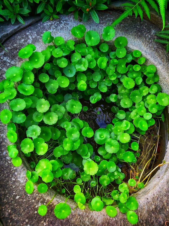 Small, Round Leafy Plants in the Water in the Rock Hole Stock Photo ...