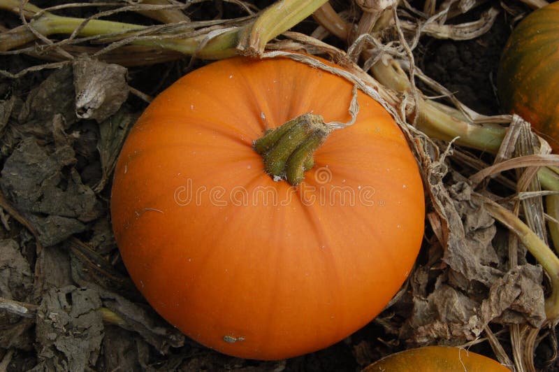 Round Pumpkin with Spiral Stem in Ornamental Vegetable Garden Stock ...