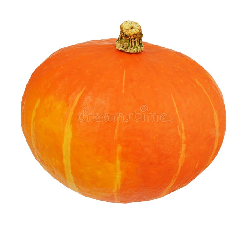 Round Pumpkin in Shade of Large Leaves Stock Photo - Image of ...