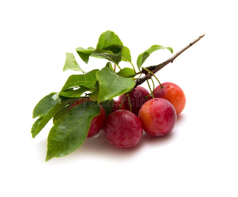 Small round red wild plums stock photo. Image of cutout - 57419044