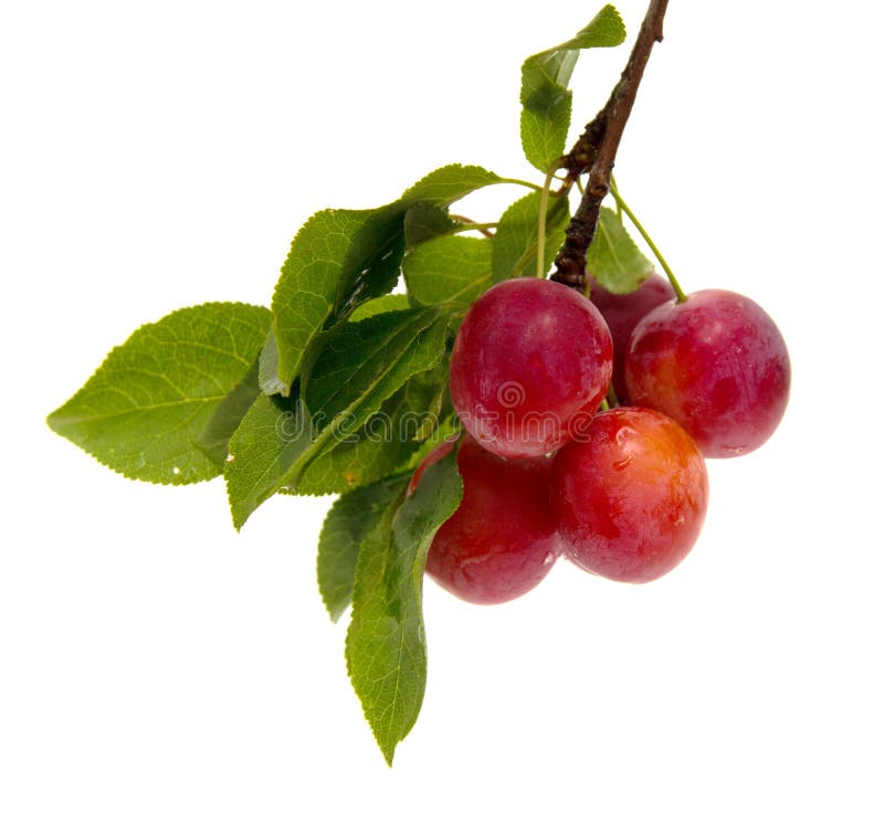 Small round red wild plums stock image. Image of nutritious - 57420461