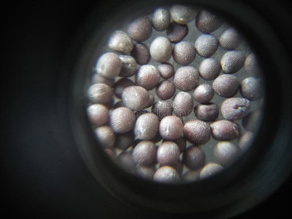 Mustered Seeds in Microscope Stock Photo - Image of pattern, mustered ...
