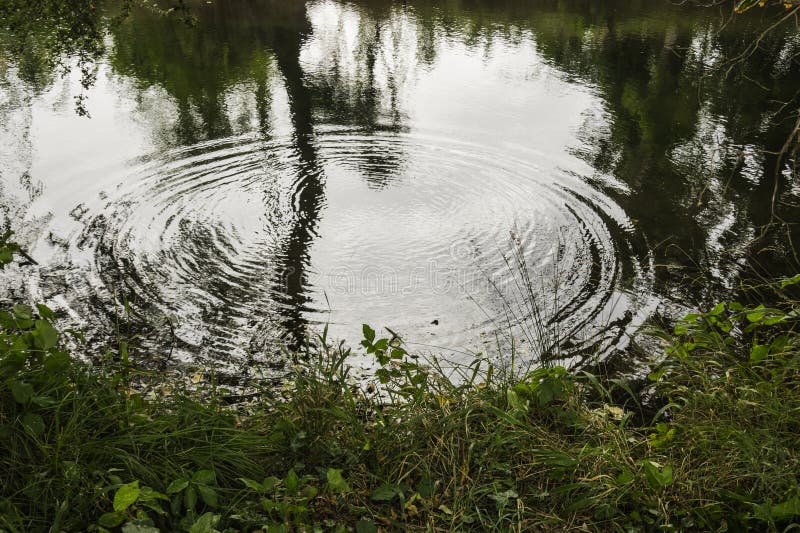 Small Round Waves in a Clear Broom in the Green Forest Stock Photo ...