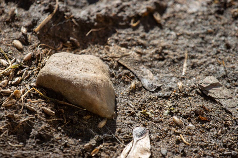 A Small Stone in the Dirt with Organic Debris Stock Photo - Image of ...